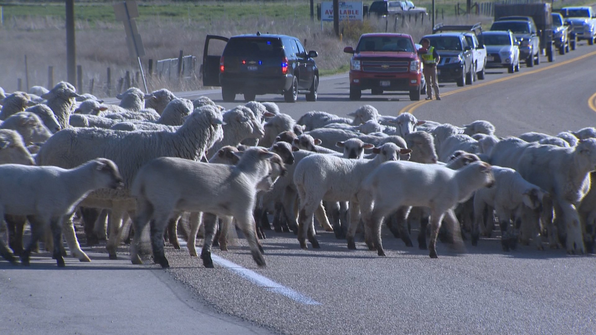 Hundreds of sheep cross Highway 55 | ktvb.com