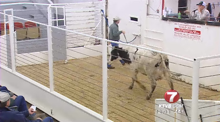 Cattle rustling in Idaho on the rise | ktvb.com