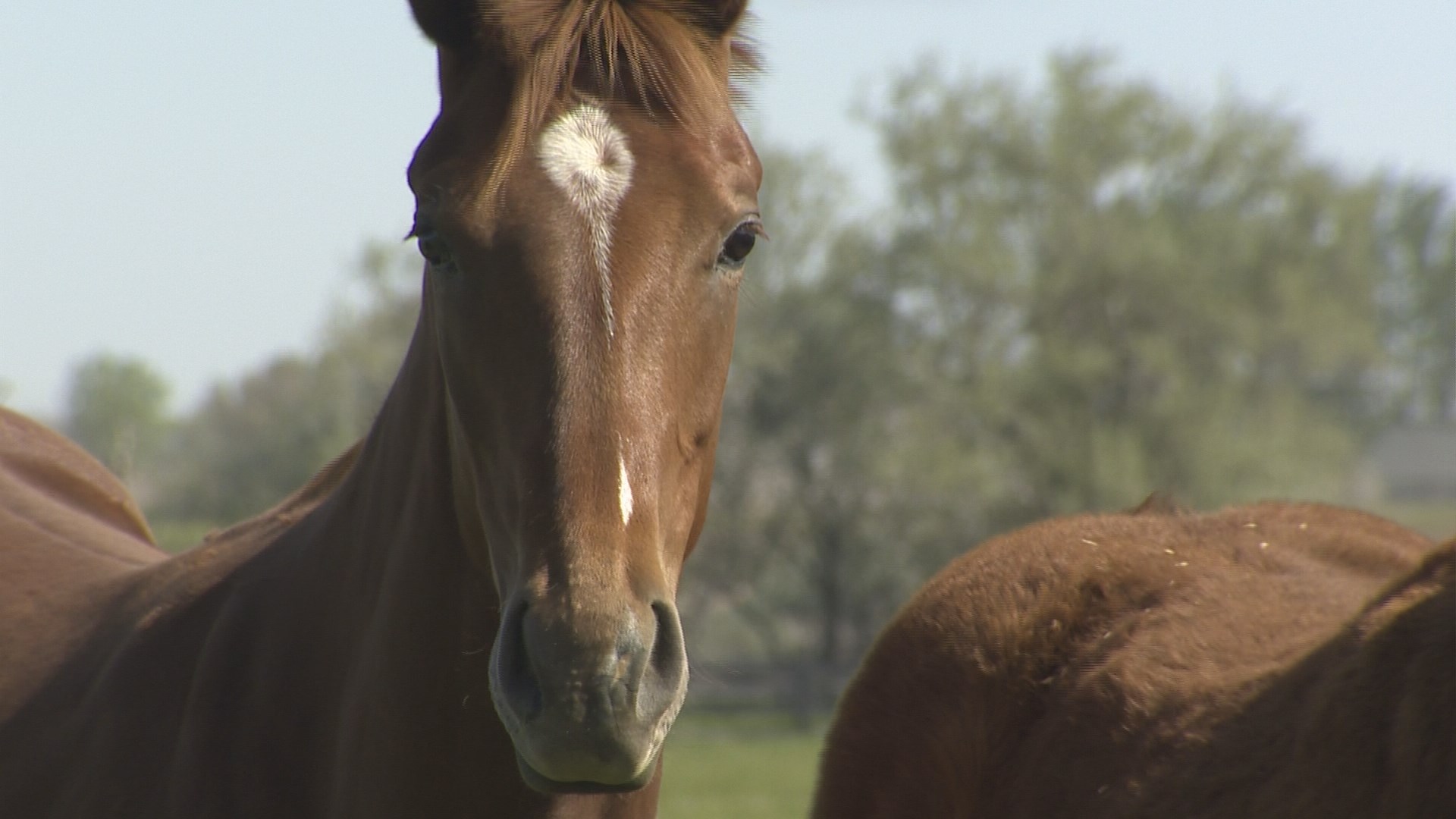 Kentucky Derby winner California Chrome has Idaho roots | ktvb.com
