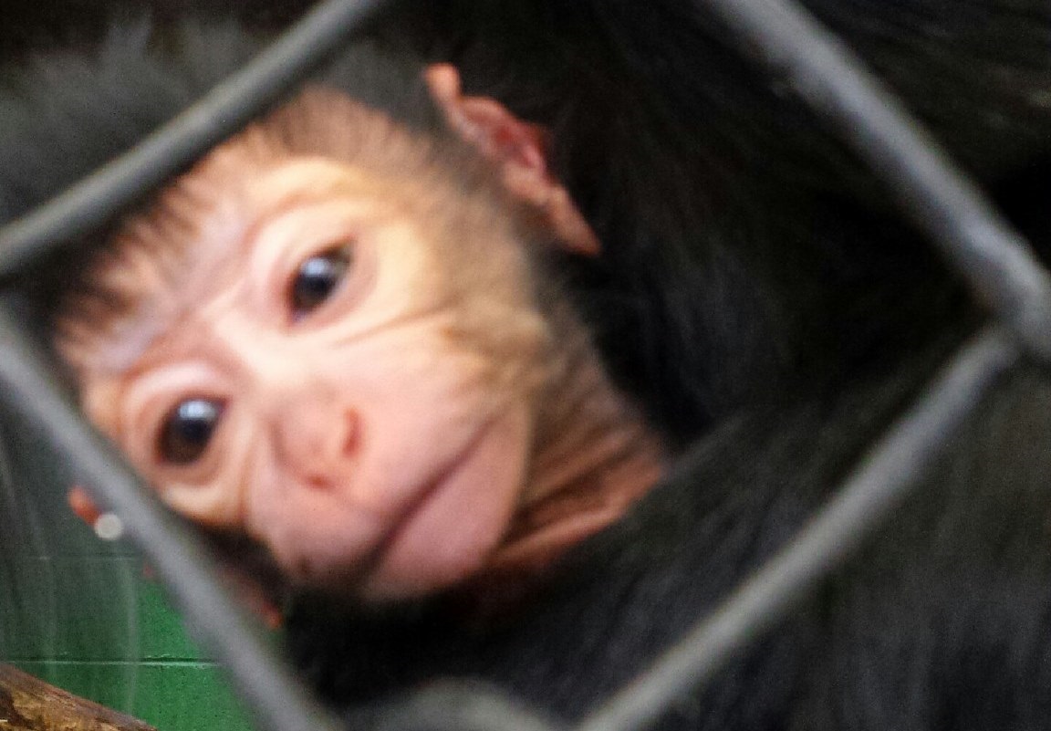 Zoo Boise welcomes baby mangabey monkey | ktvb.com