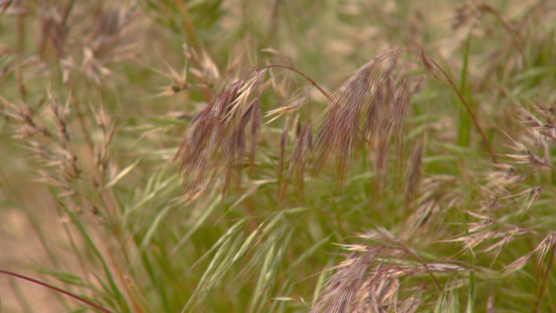 Scientists try bacteria to halt invading cheatgrass in West | ktvb.com