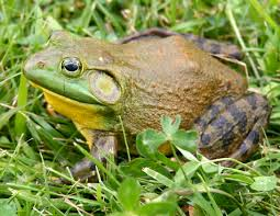 Bullfrogs threatening native Northwest species | ktvb.com