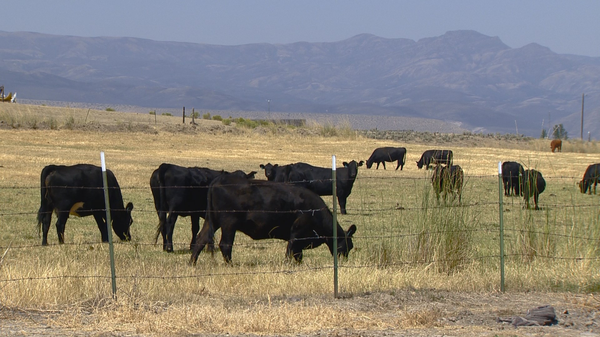 Oregon rancher indicted after dead, starving cattle found | ktvb.com