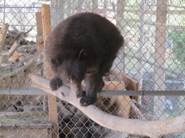 Cinder the burned bear is preparing for a June release | ktvb.com