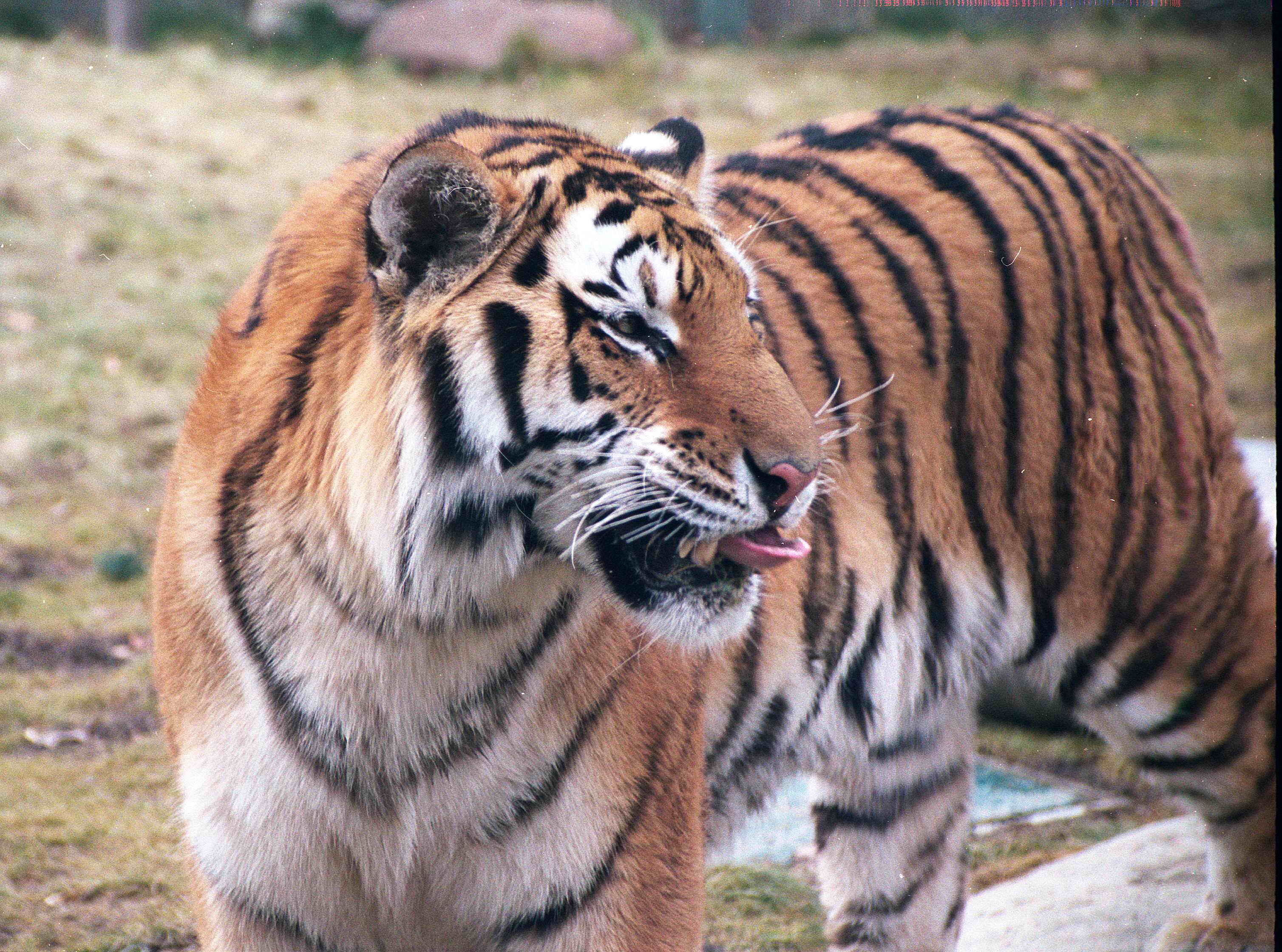 Free admission at Zoo Boise Saturday | ktvb.com