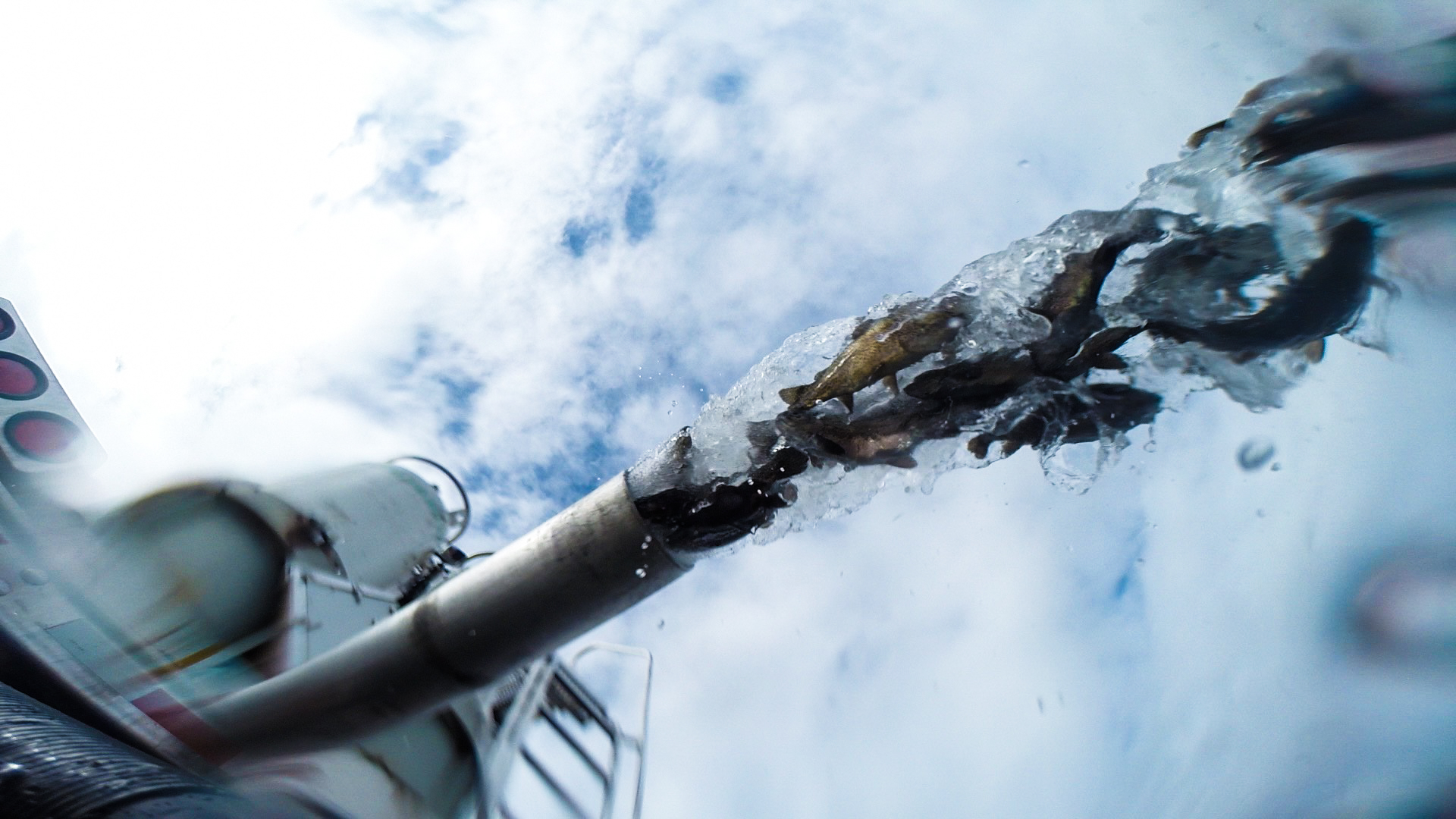 Idaho Power releases 50,000 trout at C.J. Strike Reservoir | ktvb.com