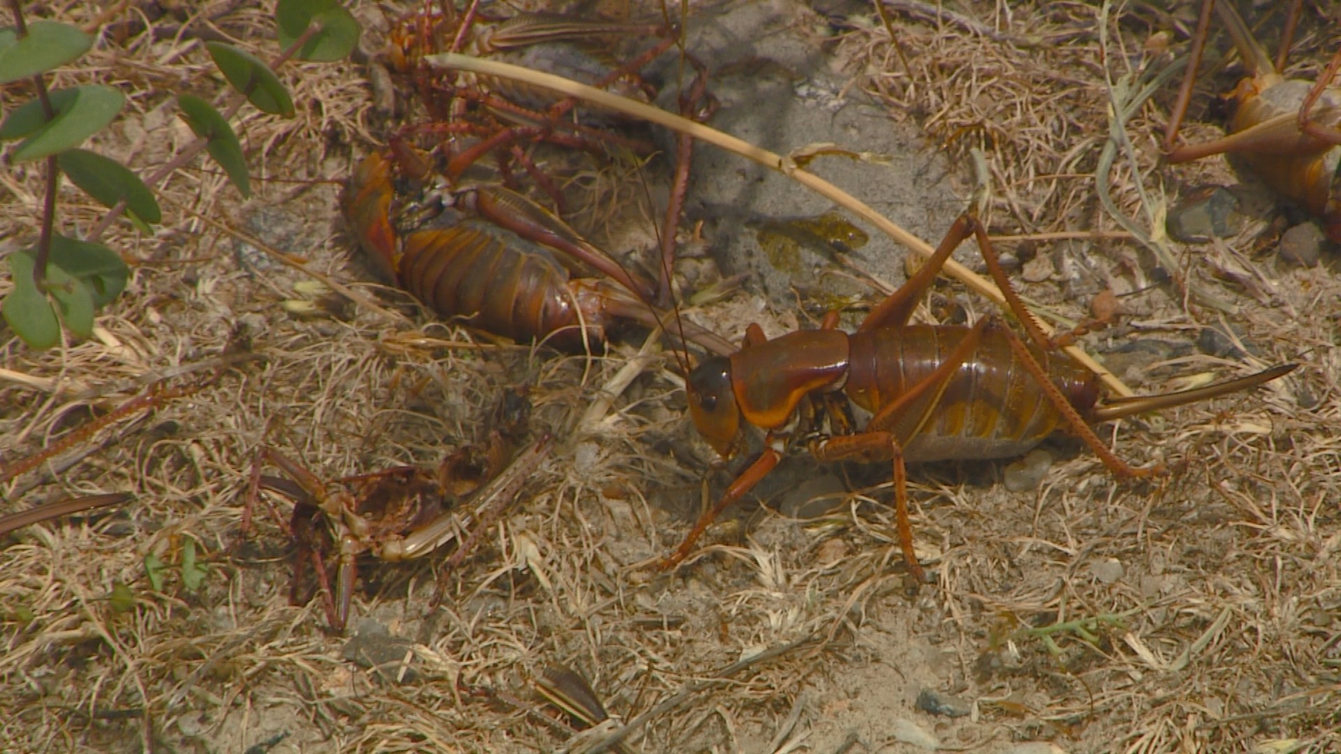 Insect attack! Idaho battling crop-killing swarms | ktvb.com
