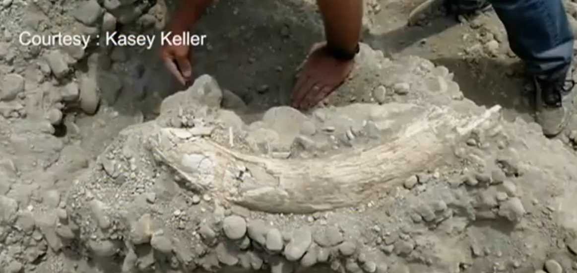 Idaho man discovers rare mammoth tusk in his yard | wtsp.com