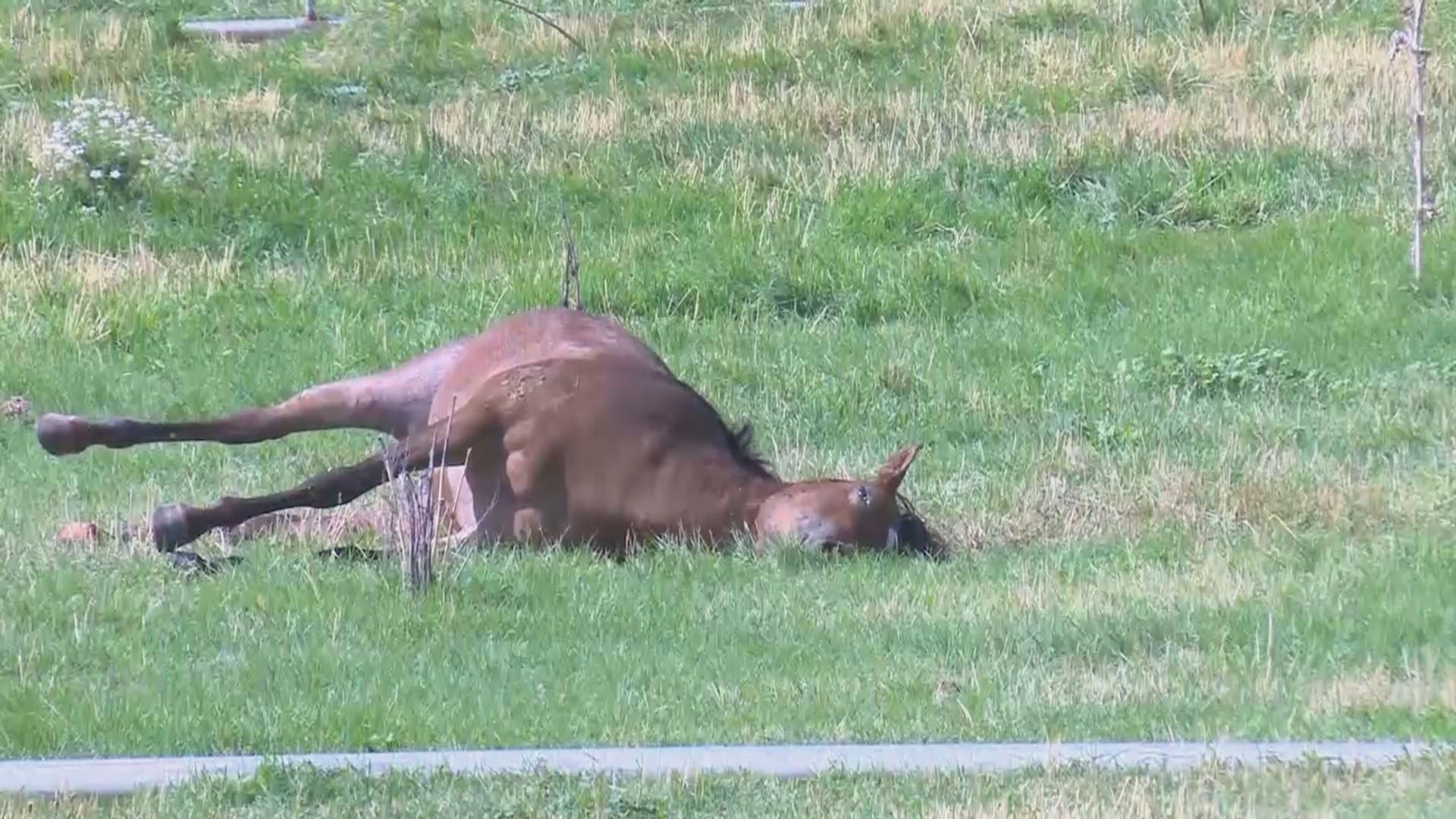Sheriff's office: 'Stabbed' horse's death was accidental | ktvb.com
