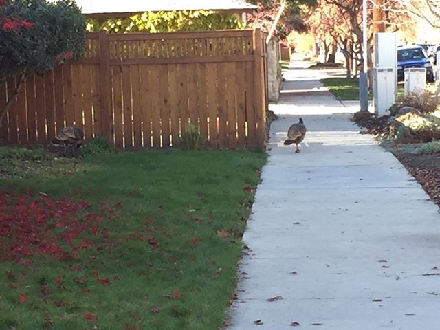 Wild turkeys spotted in Boise's North End | ktvb.com