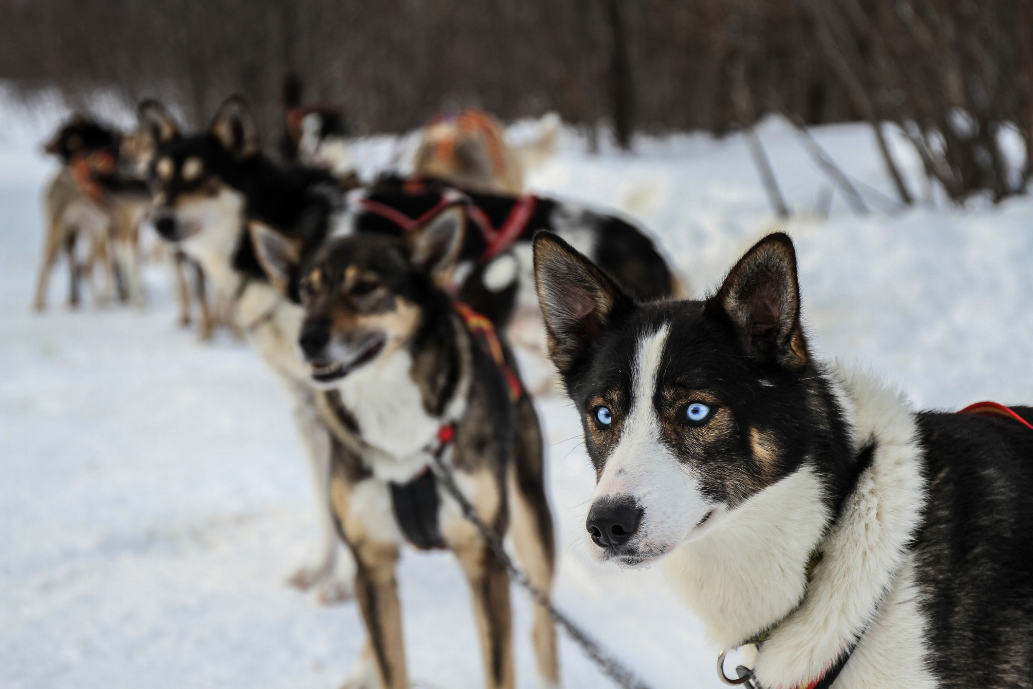 Organizers watching weather for annual Ashton dog derby | ktvb.com
