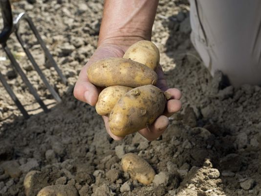 Canada OKs Idaho company's genetically engineered potatoes | ktvb.com