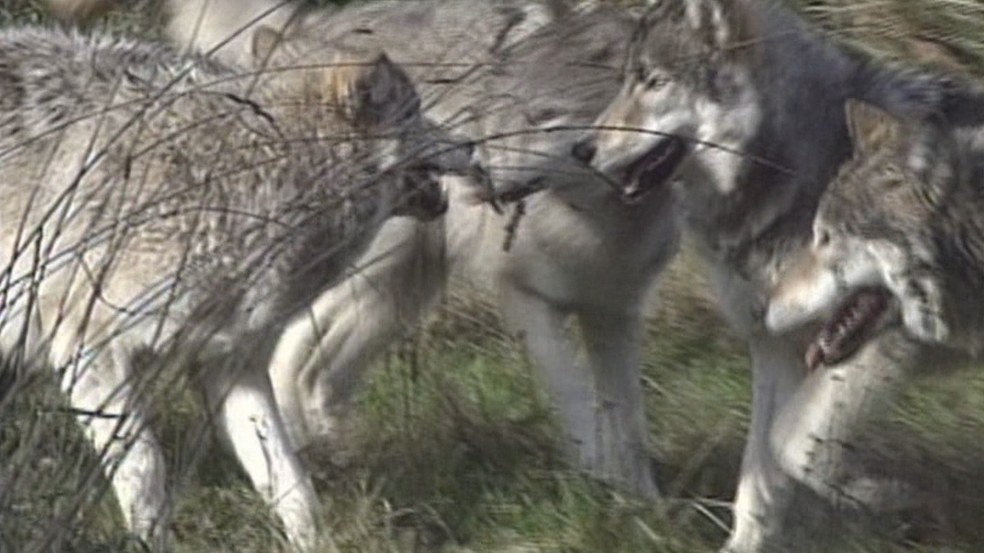 Idaho wins delay on destroying wilderness wolf, elk data | ktvb.com
