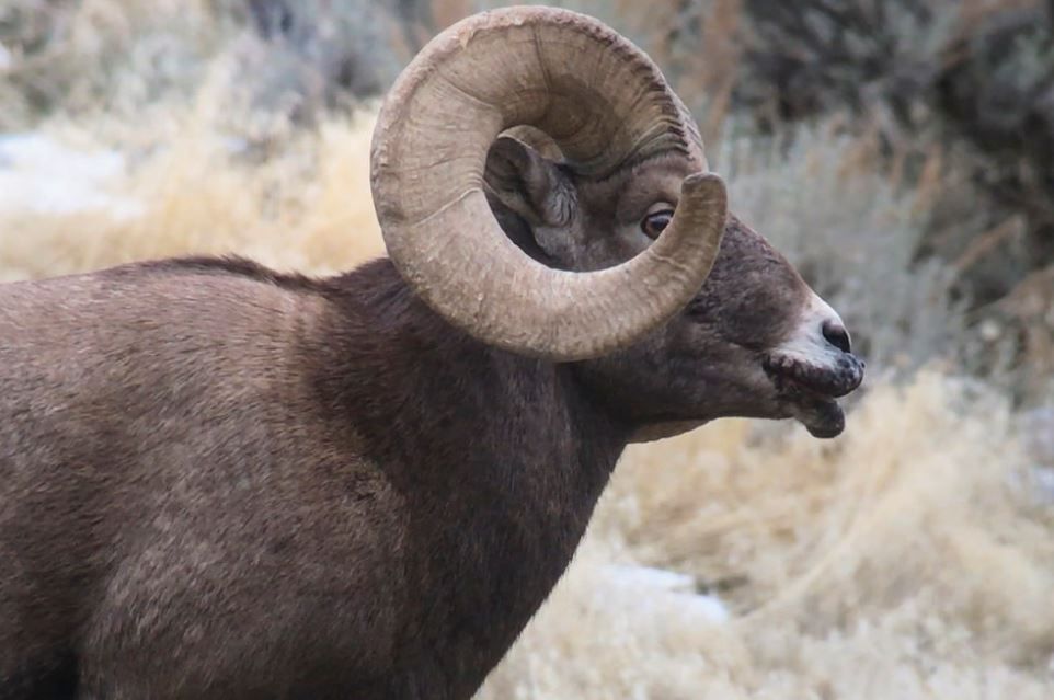 Yellowstone rams catch disease causing unsightly mouth sores | ktvb.com