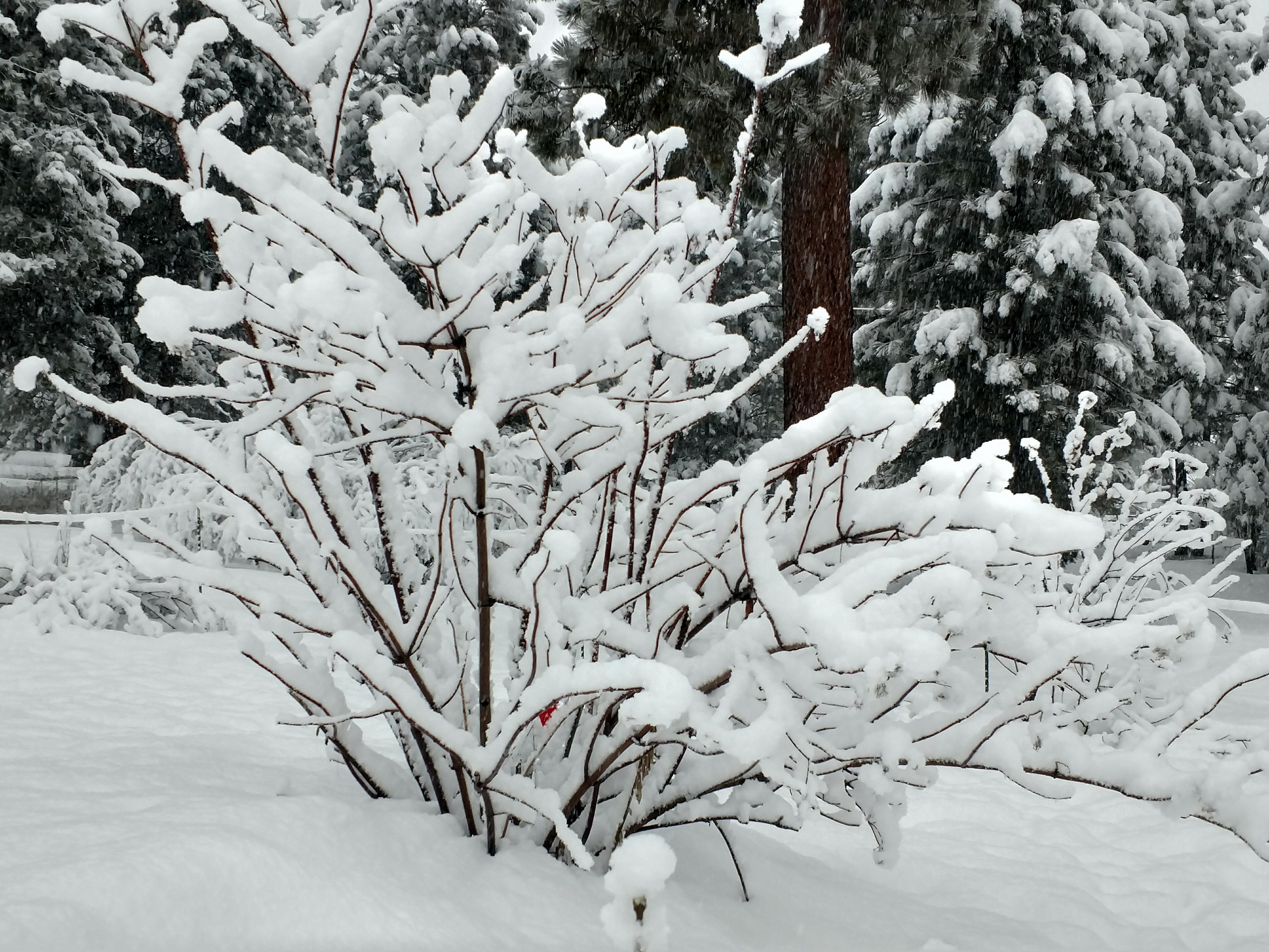 Snow blankets Placerville | ktvb.com