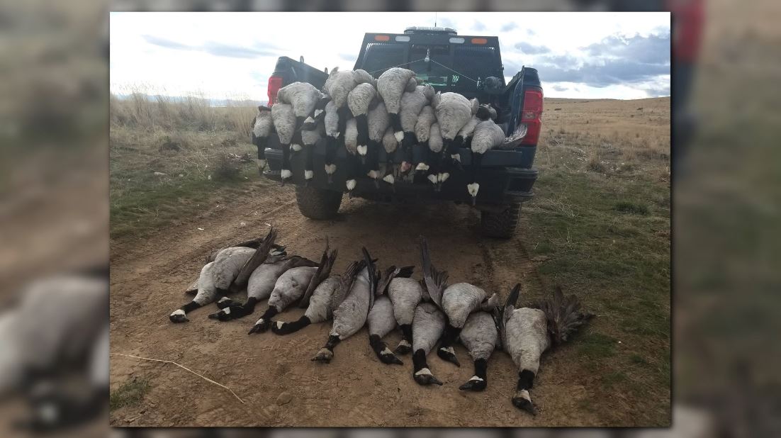 Dozens of dead geese, ducks found dumped near Kuna | ktvb.com